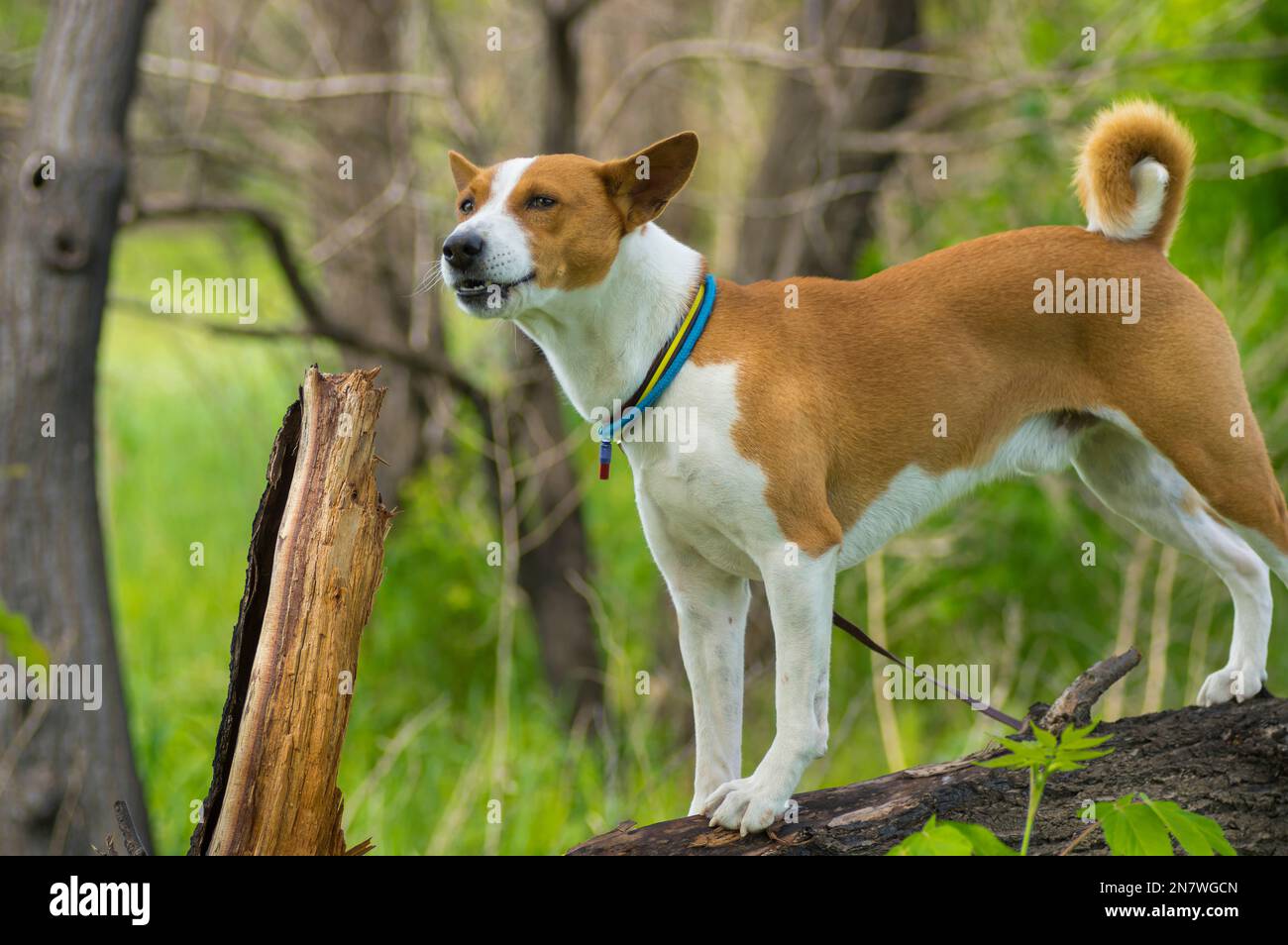 Mature Basenji dog looking around standing on a tree branch and ...