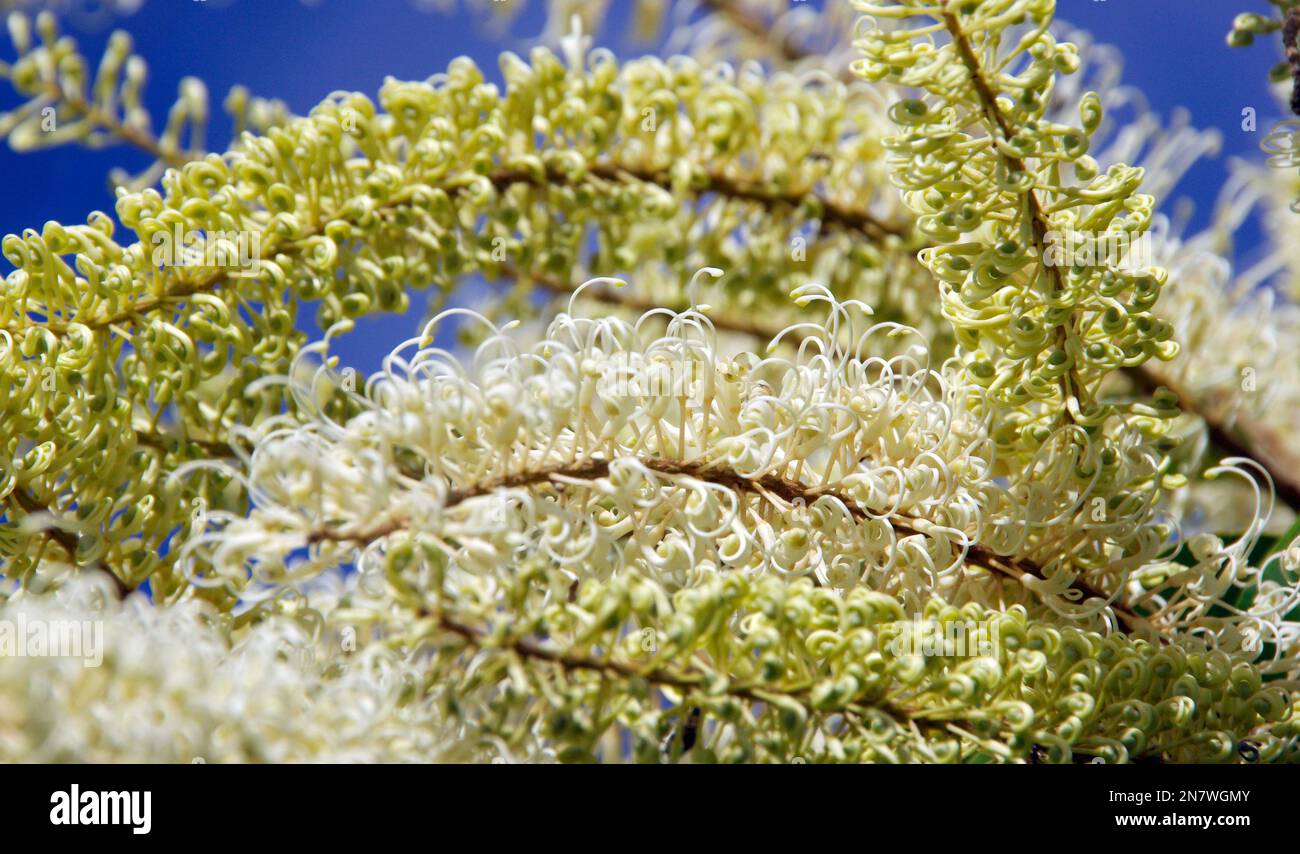 Close-up of creamy white blossom of Australian ivory curl tree ...