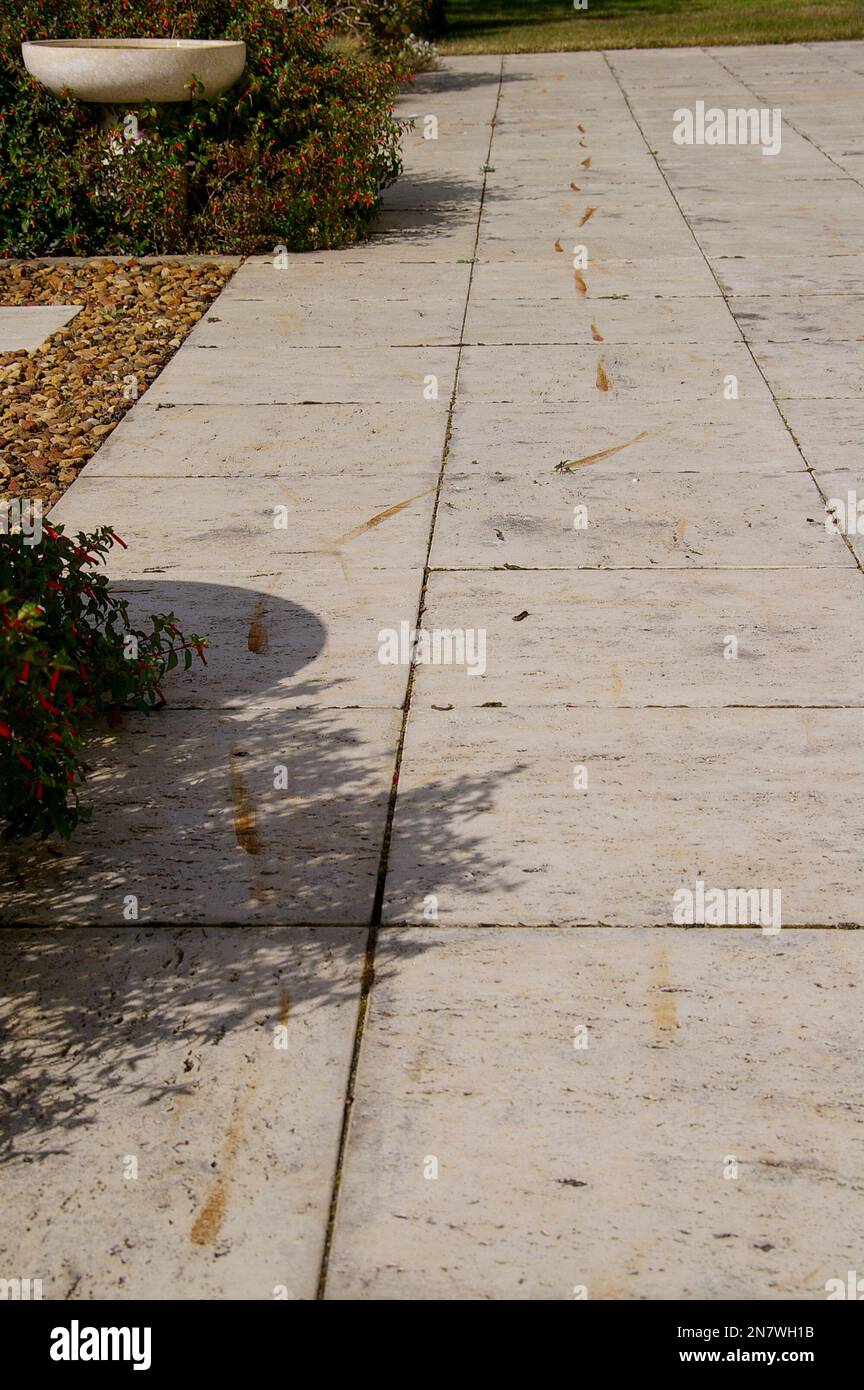Brown, muddy tail prints left on path after red-necked wallaby ...