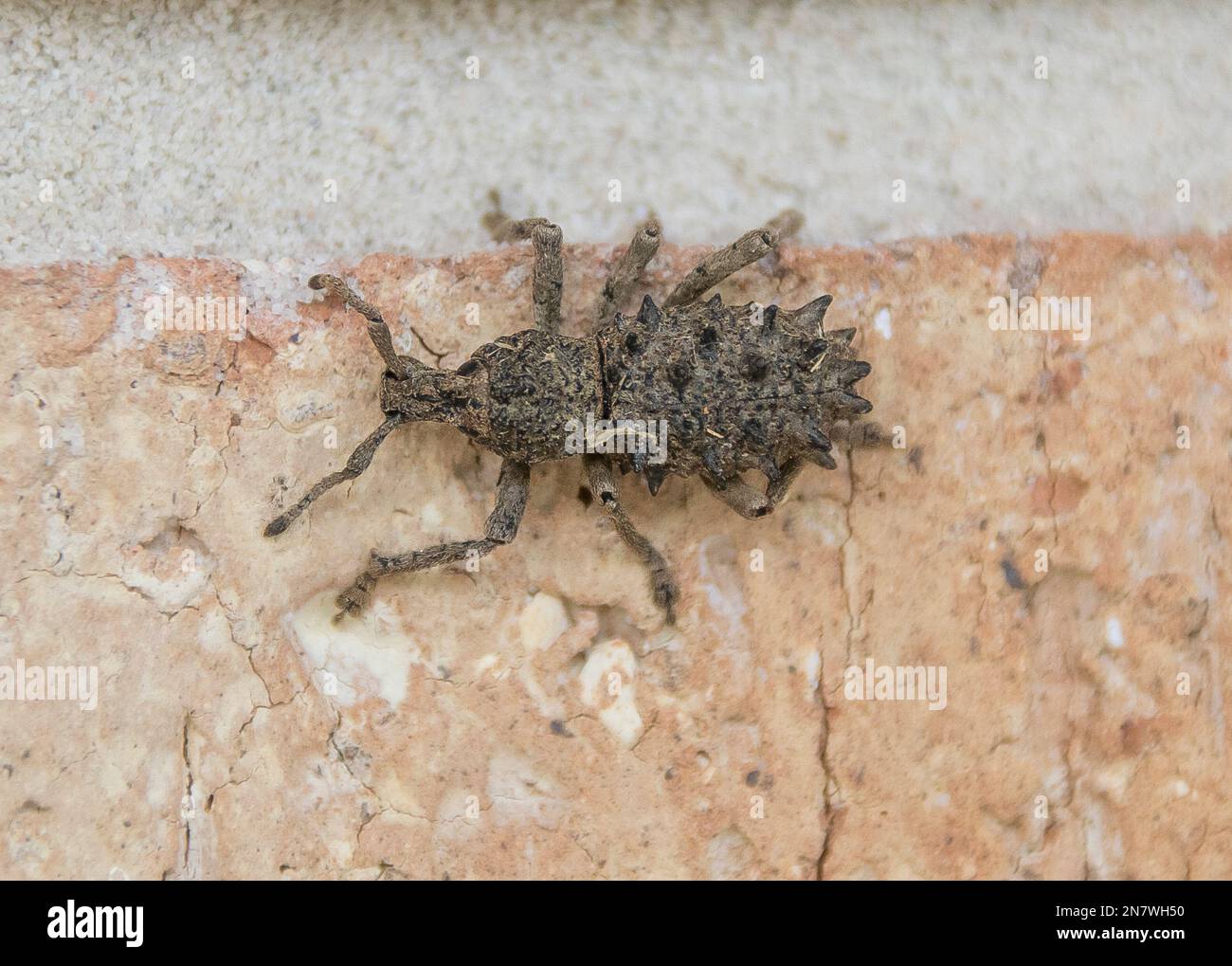 Spikes on skin hi-res stock photography and images - Alamy
