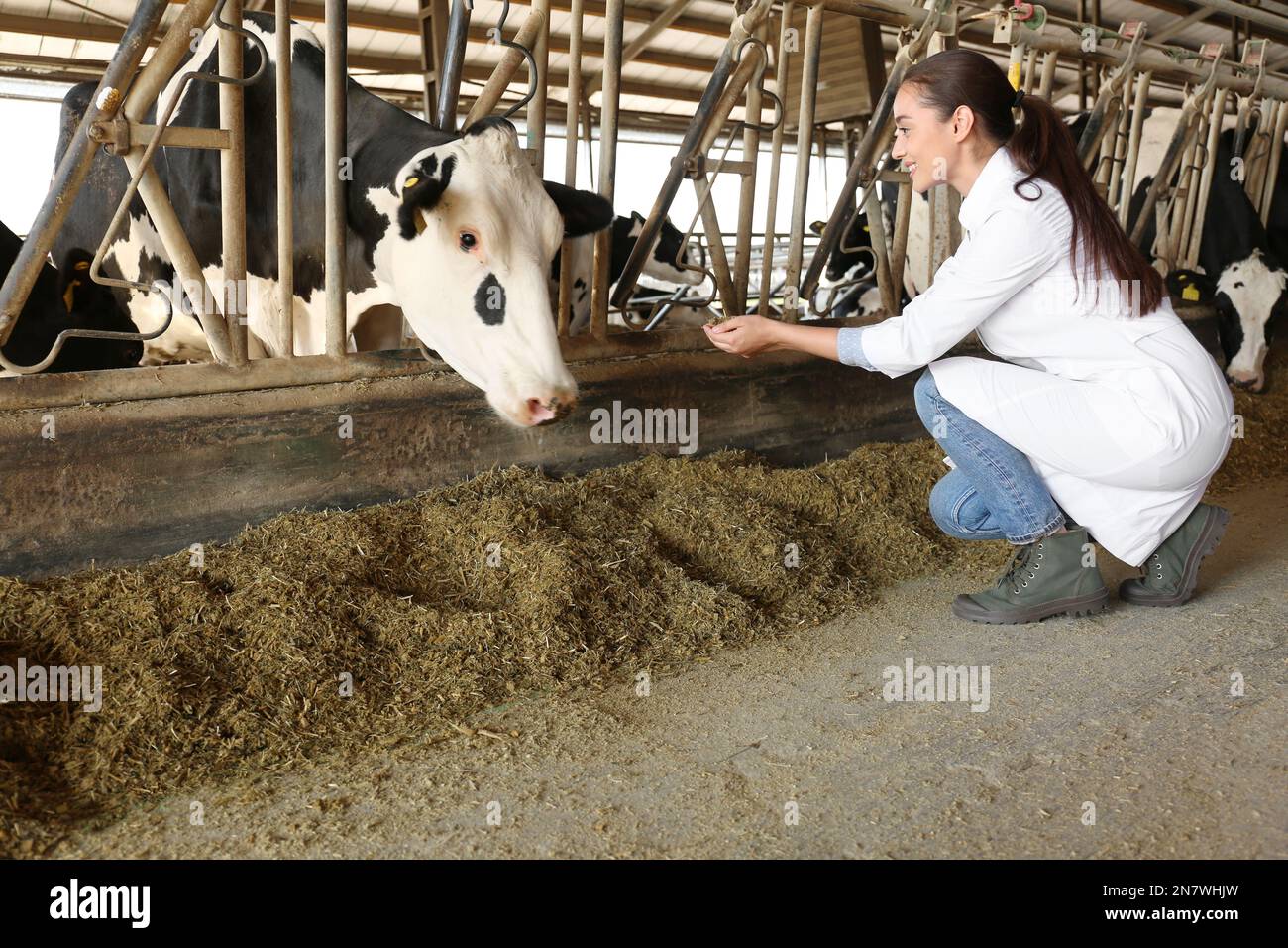 Professional veterinarian feeding cow with hay on farm. Animal ...