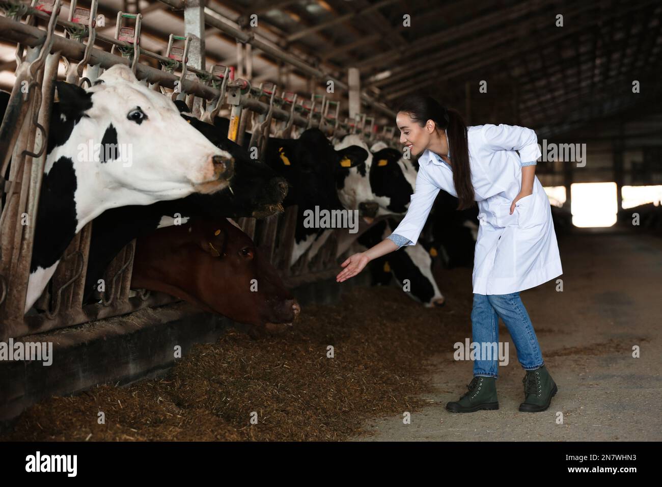 Black veterinarian farm hi-res stock photography and images - Alamy