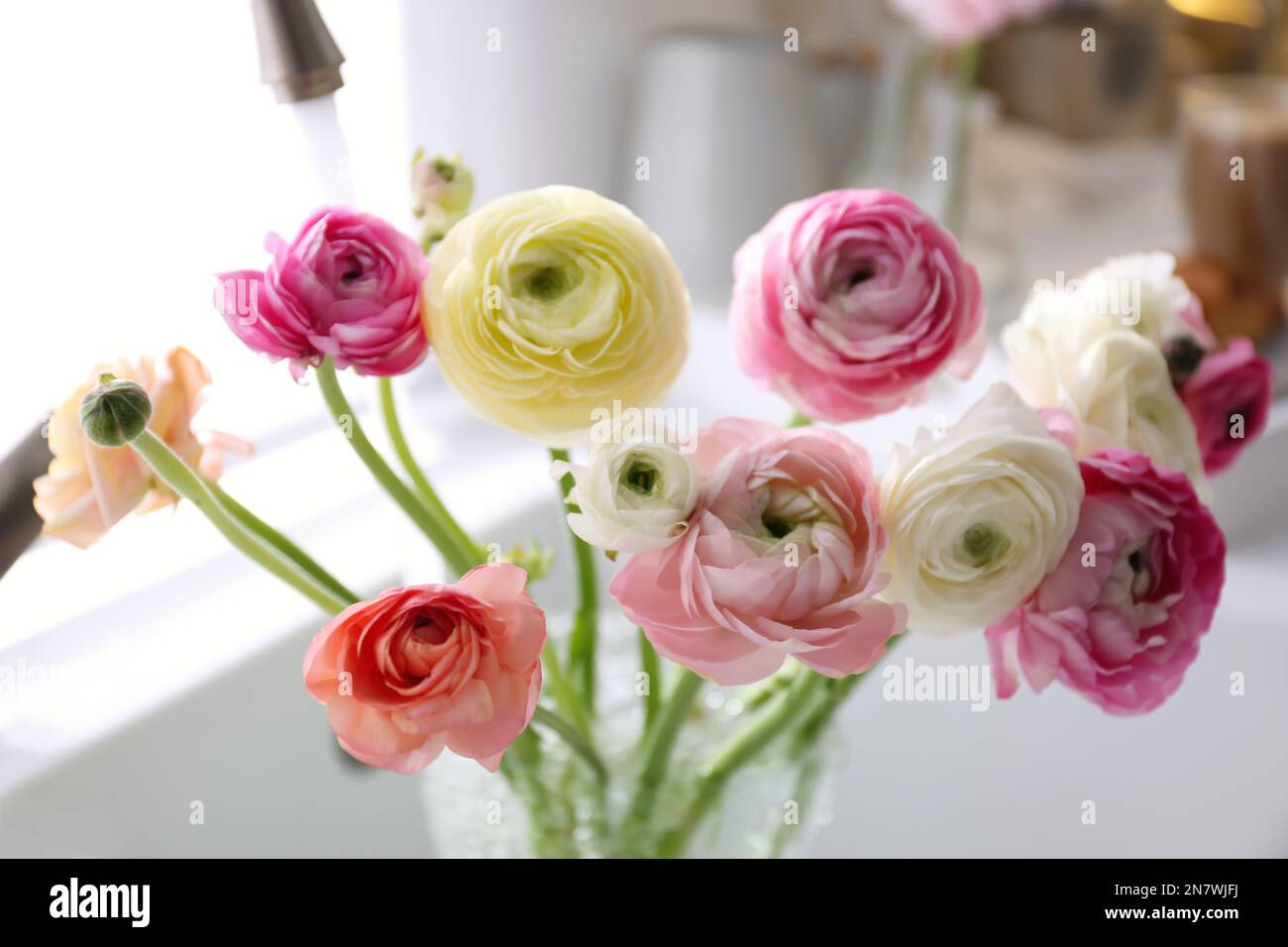 Beautiful fresh ranunculus flowers in kitchen sink, closeup Stock Photo ...