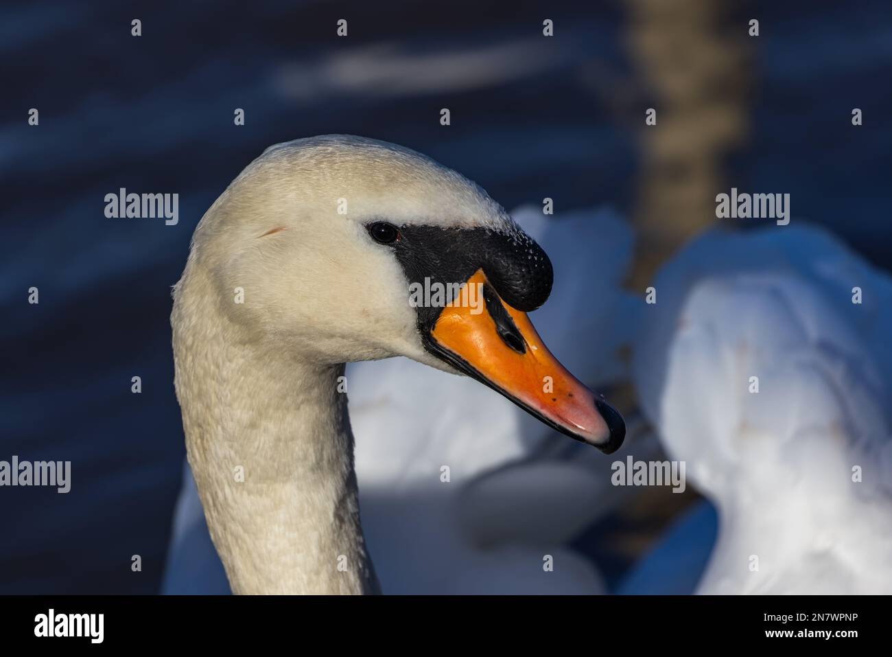 Swan head and neck Stock Photo - Alamy