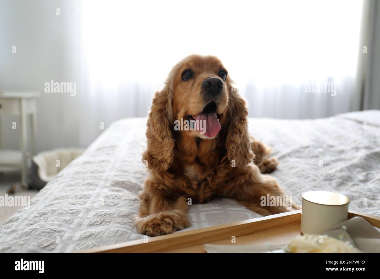 Cute English Cocker Spaniel near tray with breakfast on bed indoors ...