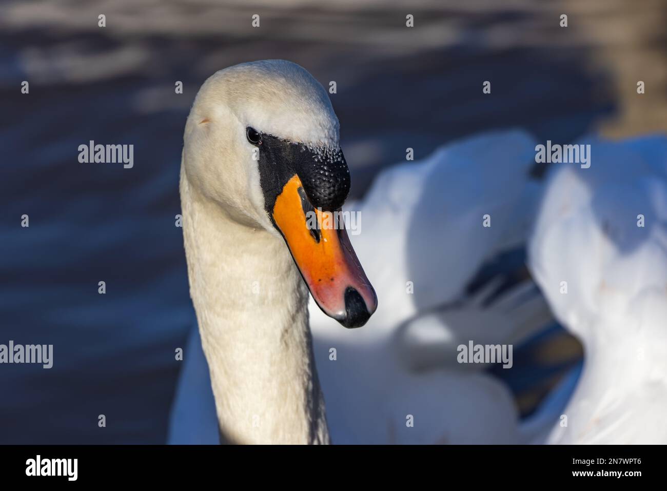 Swan head and neck Stock Photo - Alamy
