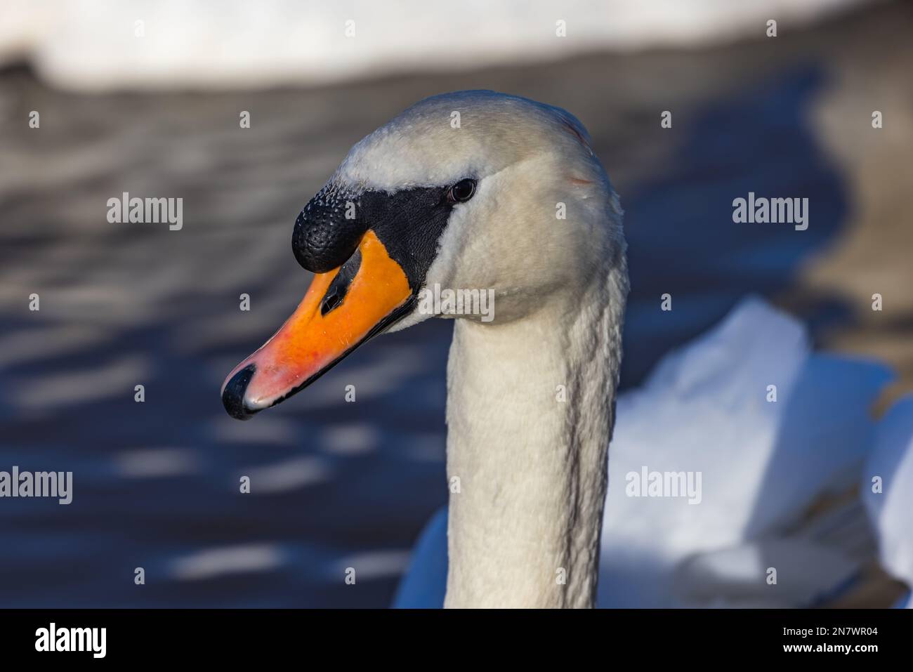 Swan head and neck Stock Photo - Alamy