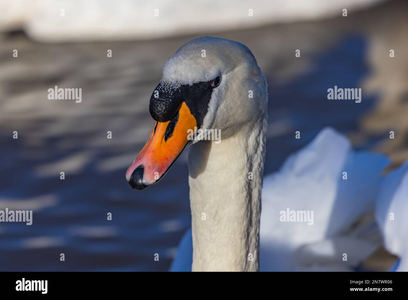 Swan head and neck Stock Photo - Alamy