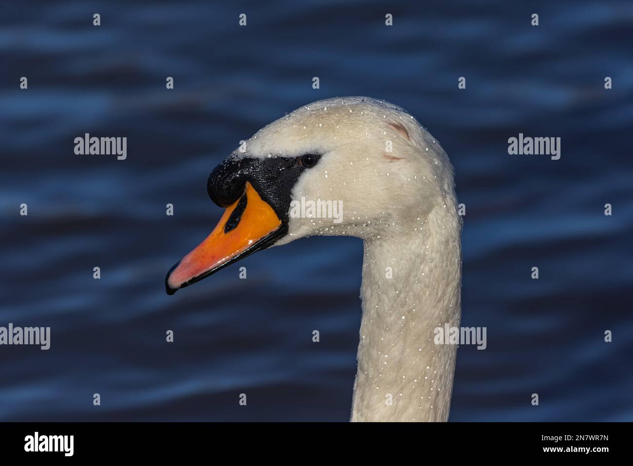 Swan neck animal hi-res stock photography and images - Alamy