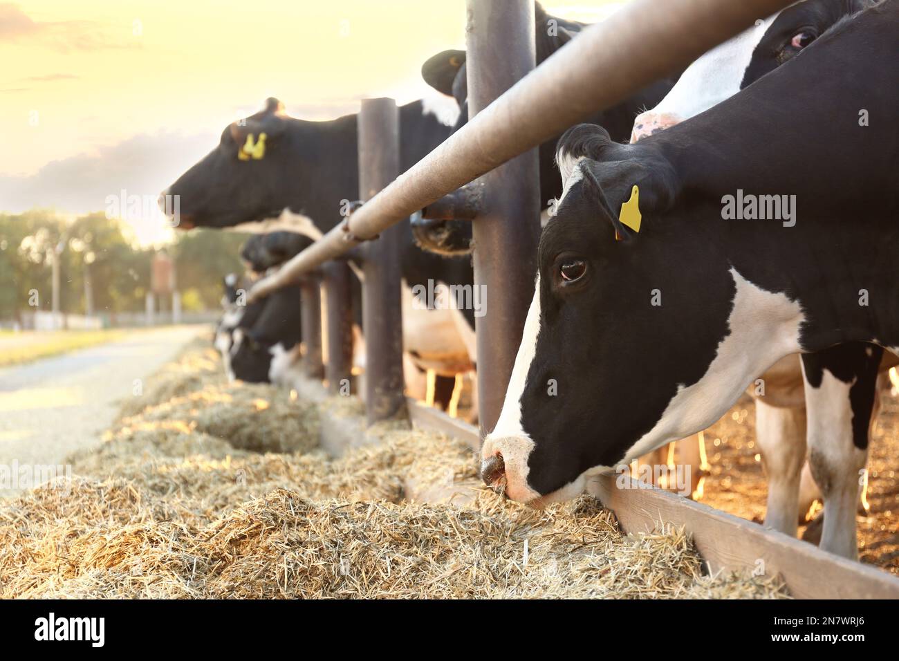 Pretty cow eating hay on farm, closeup. Animal husbandry Stock Photo ...