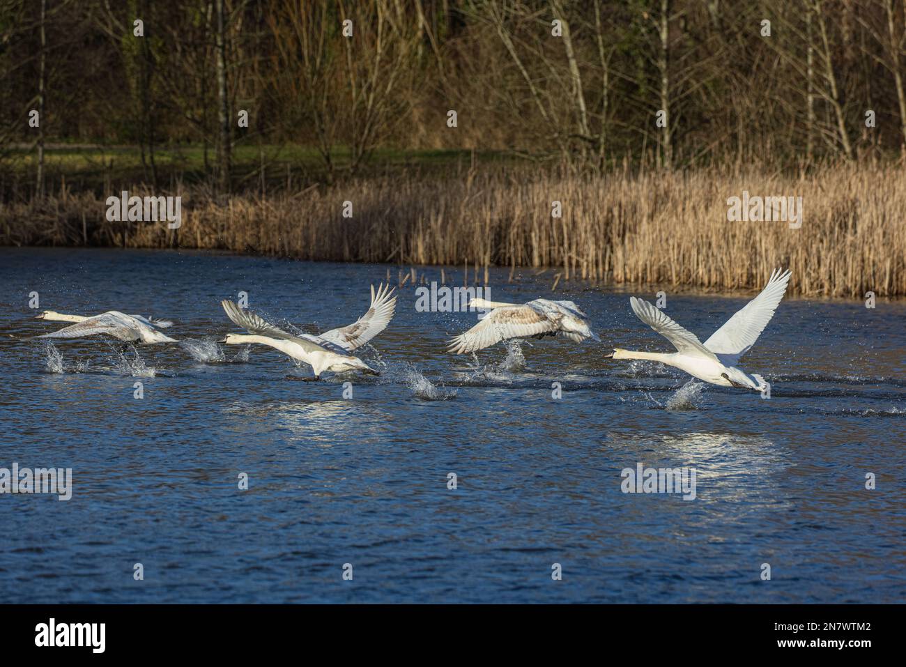 Swans taking flight Stock Photo - Alamy