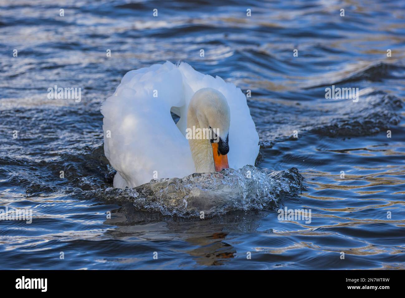 On the prowl Stock Photo - Alamy