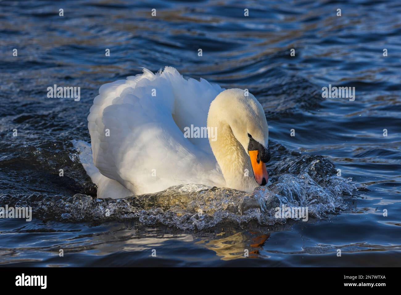 On the prowl Stock Photo - Alamy
