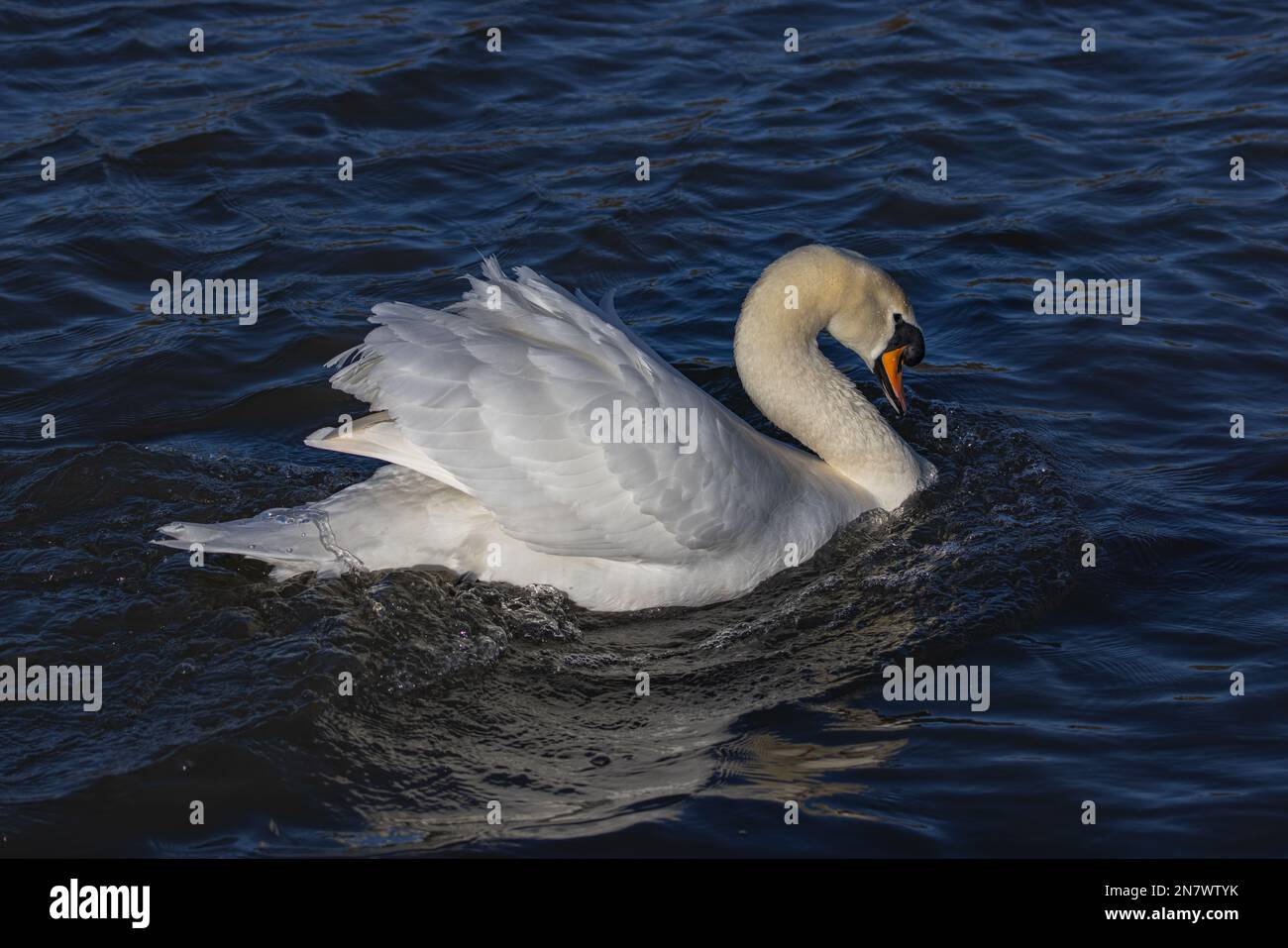 On the prowl Stock Photo - Alamy