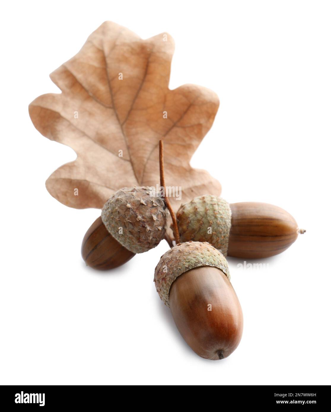 Oak twig with acorns and leaf on white background Stock Photo - Alamy