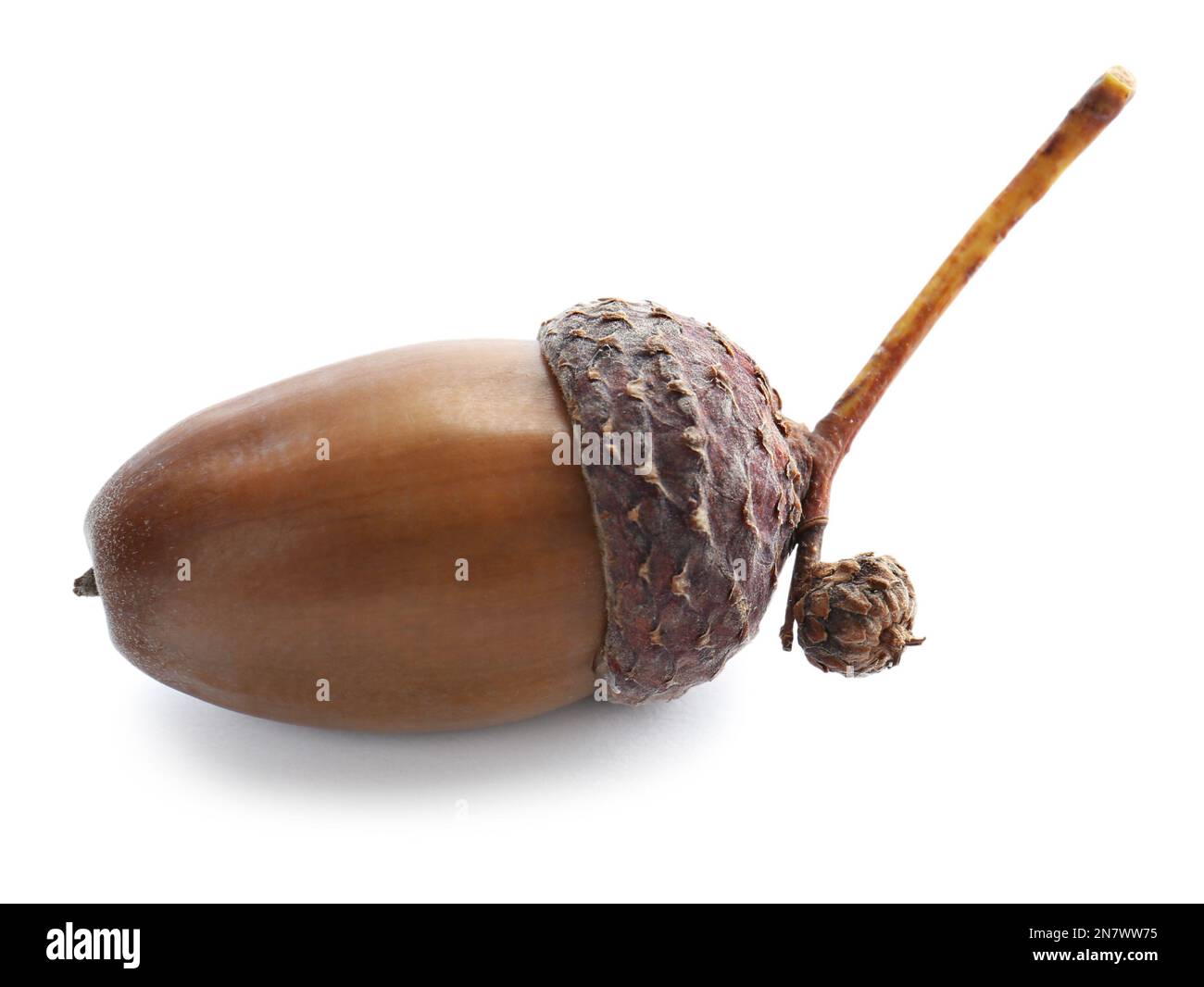 Beautiful brown acorn on white background. Oak nut Stock Photo - Alamy