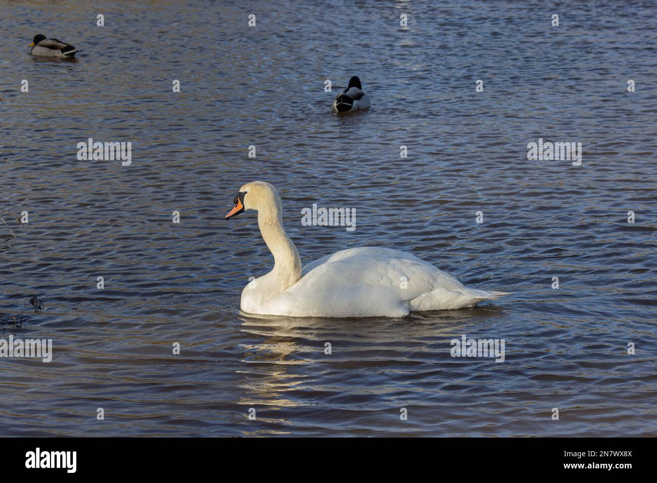Adult swan with bent neck Stock Photo - Alamy