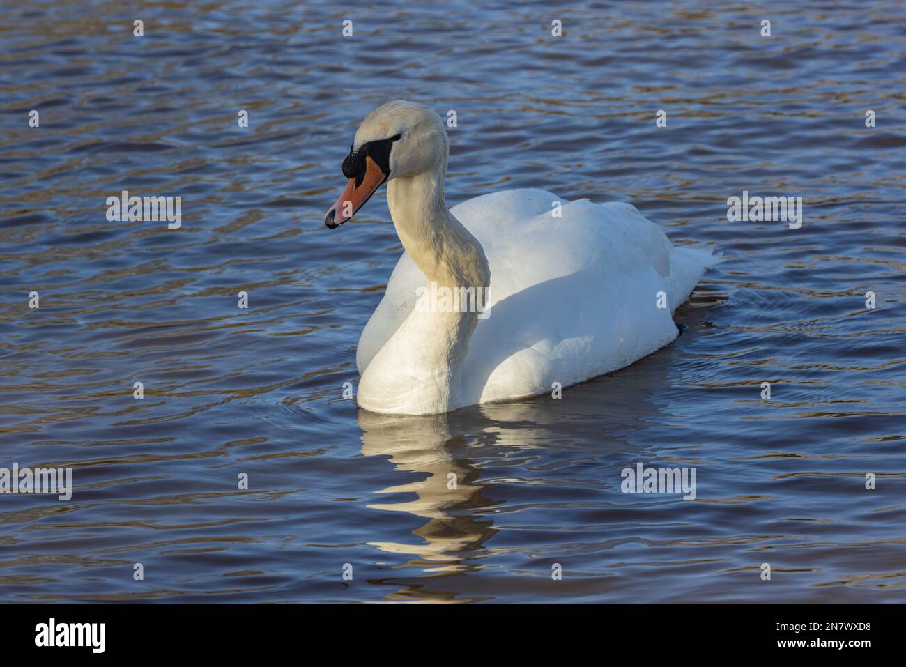 Adult swan with bent neck Stock Photo - Alamy