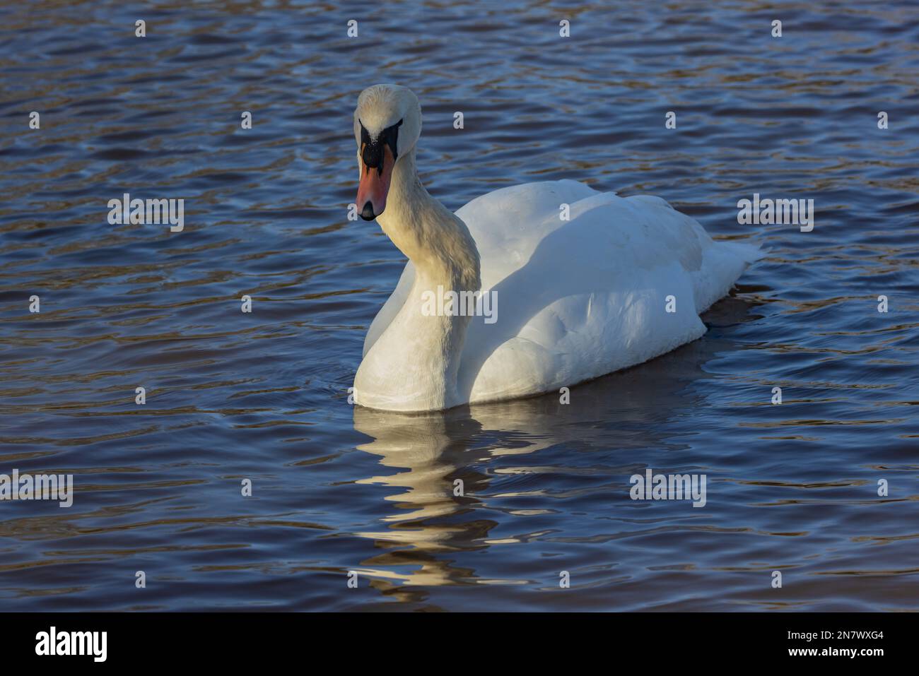 Adult swan with bent neck Stock Photo - Alamy