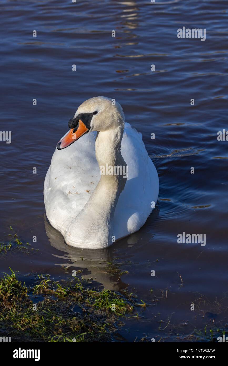 Adult swan with bent neck Stock Photo - Alamy