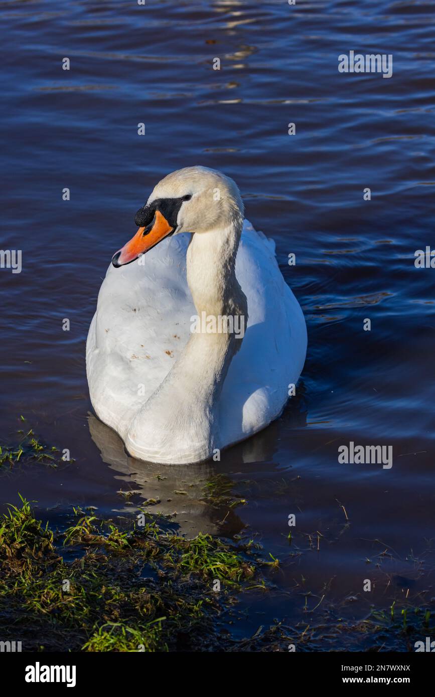 Adult swan with bent neck Stock Photo - Alamy
