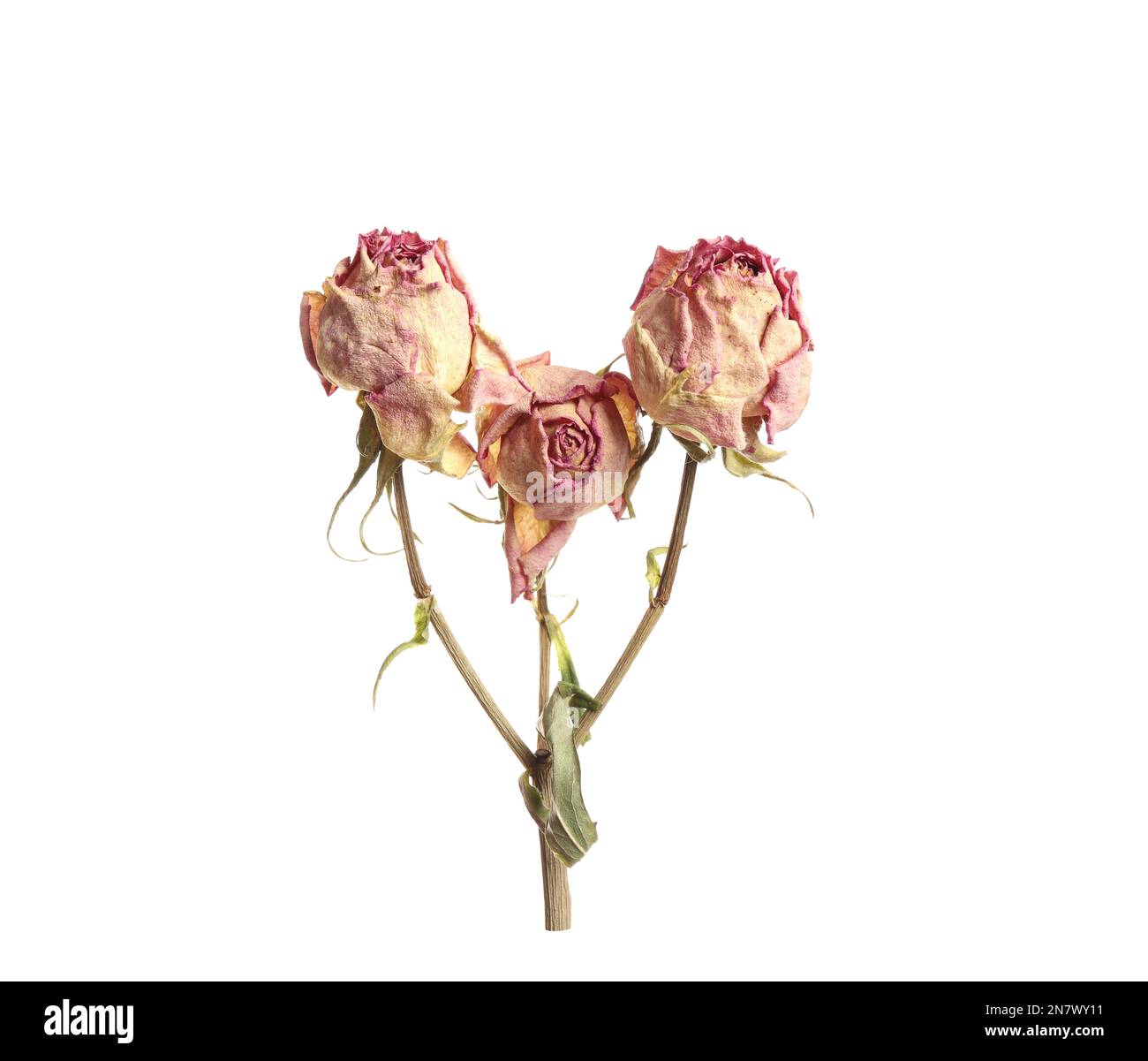Beautiful dry rose flowers on white background Stock Photo - Alamy