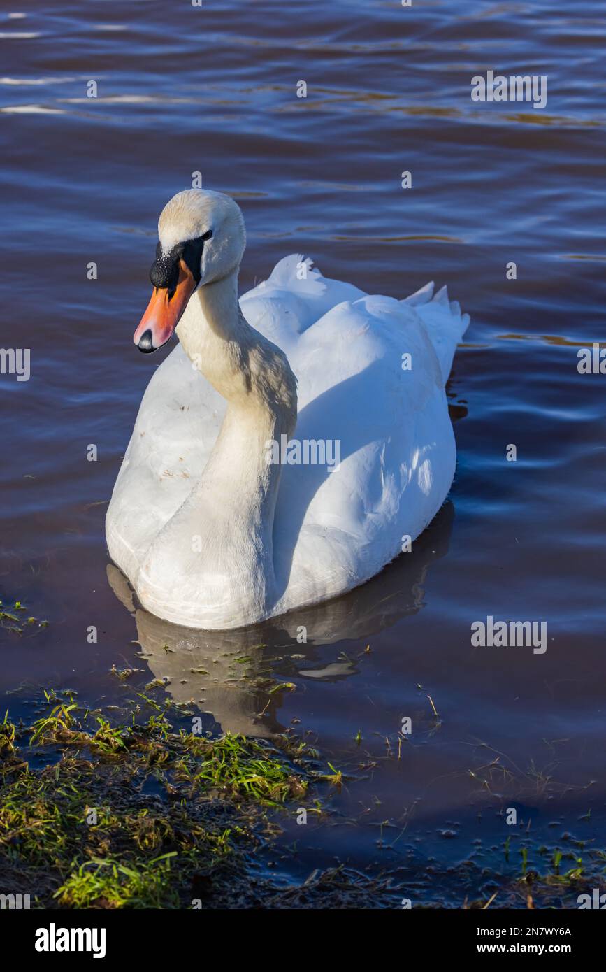 Adult swan with bent neck Stock Photo - Alamy