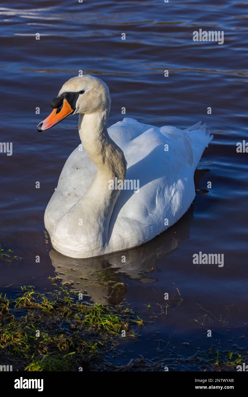 Adult swan with bent neck Stock Photo - Alamy