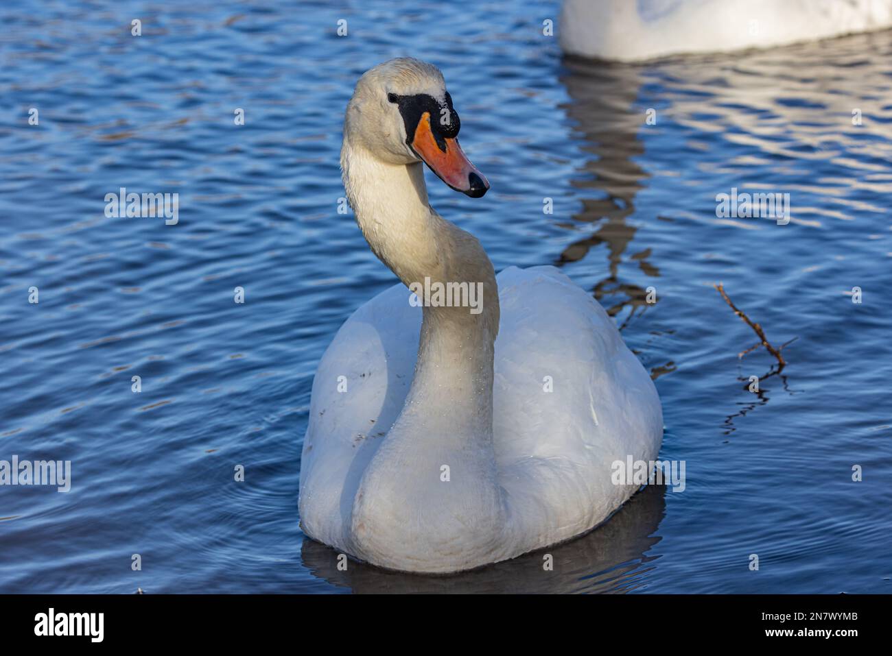 Adult swan with bent neck Stock Photo - Alamy