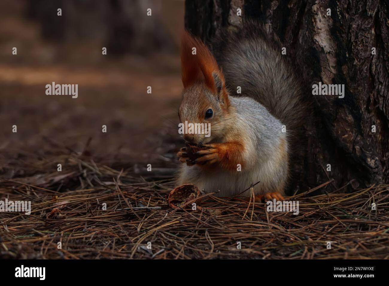 Cute red squirrel eating walnut near tree in forest Stock Photo - Alamy