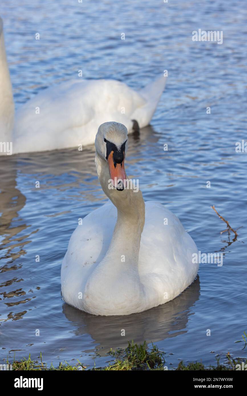 Adult swan with bent neck Stock Photo - Alamy