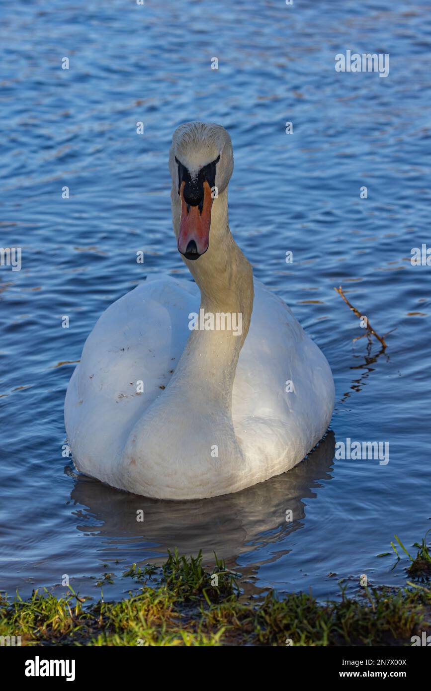Adult swan with bent neck Stock Photo - Alamy