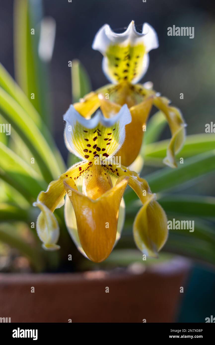 Closeup view of colorful yellow brown and green flowers of lady slipper orchid species ...