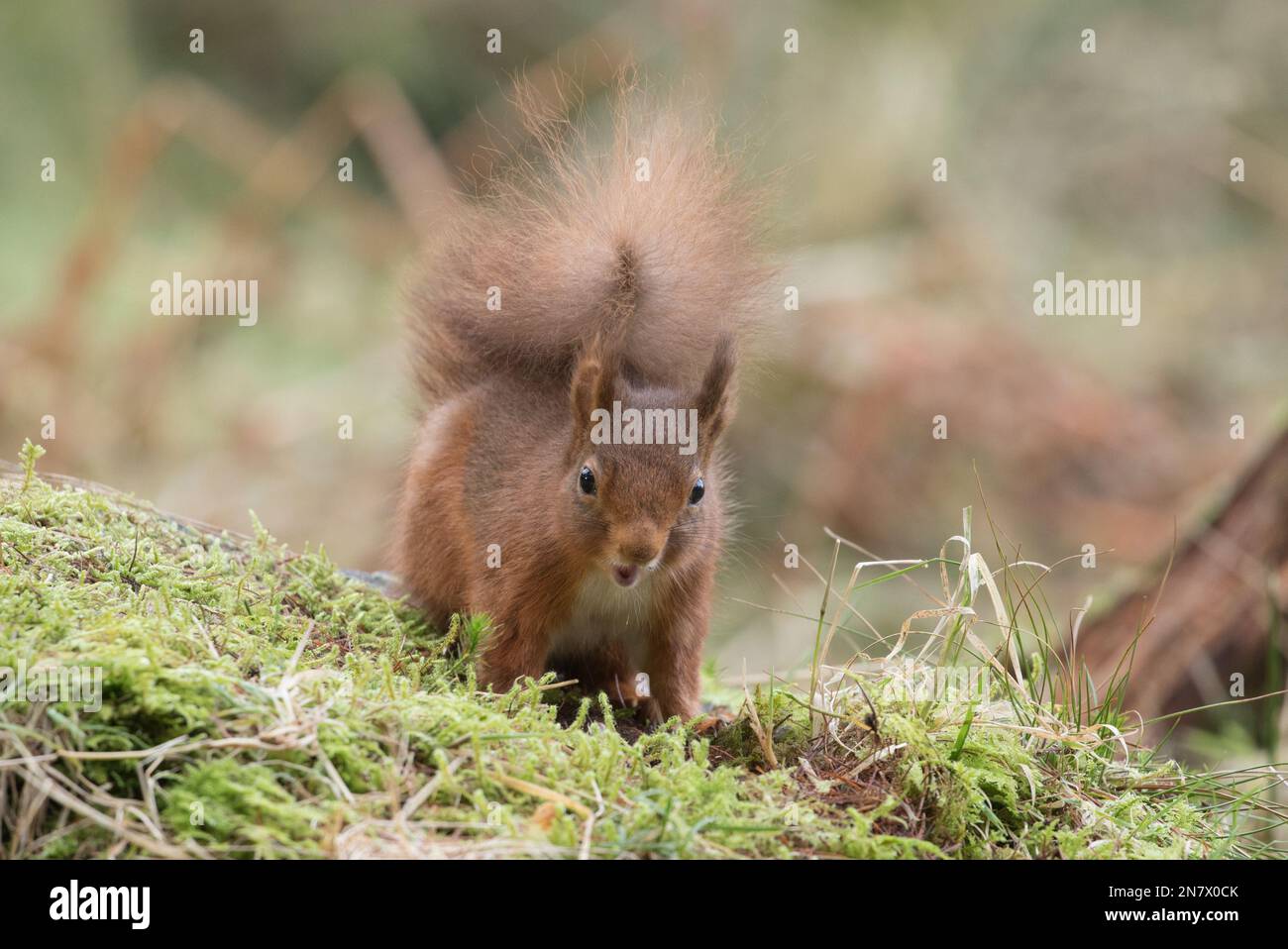 Red Squirrel, Yorkshire Dales Stock Photo - Alamy