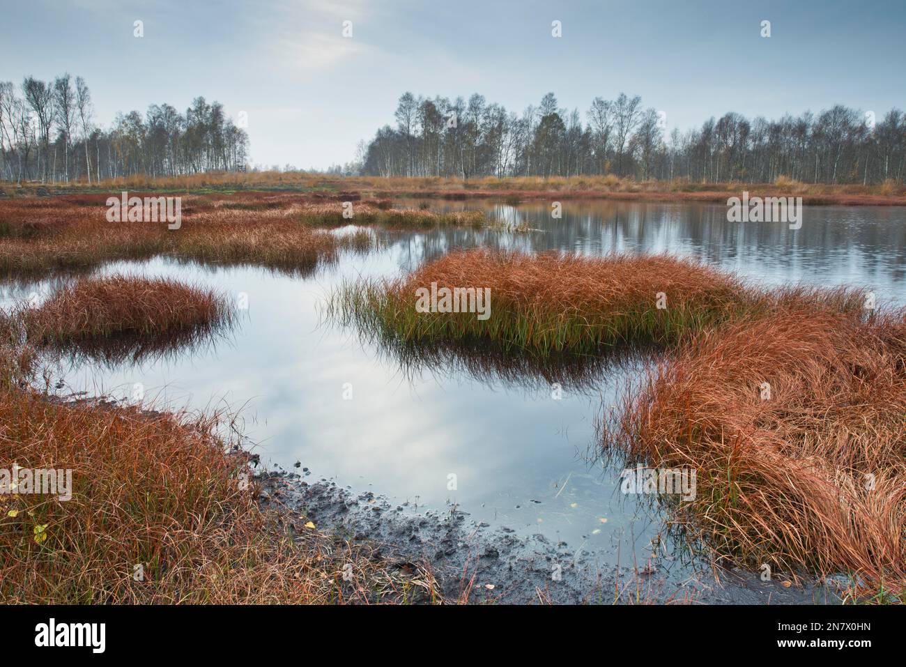 Autumn bog with narrow-leaved common cottongrass (Eriophorum ...