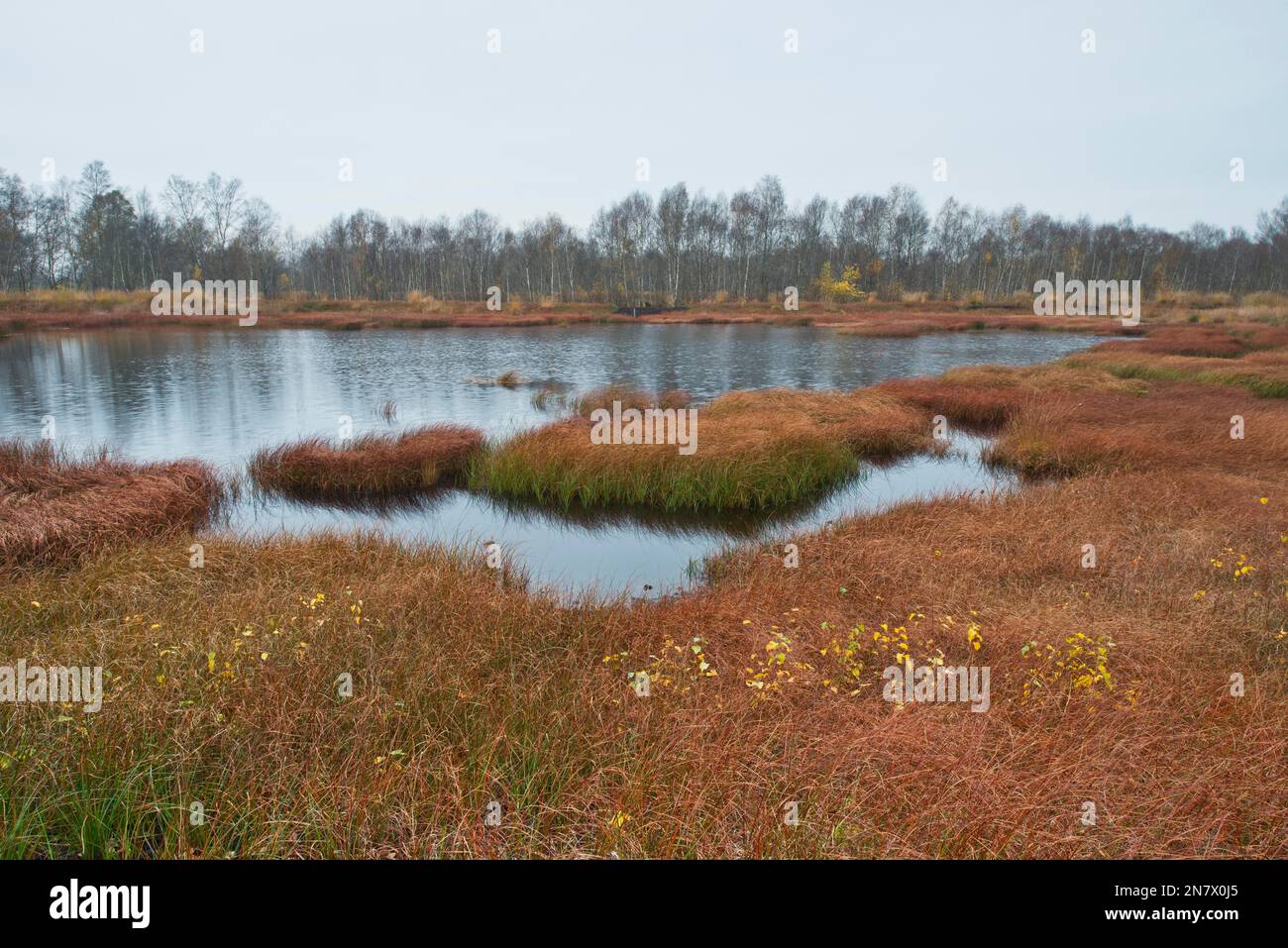 Autumn bog with narrow-leaved common cottongrass (Eriophorum ...