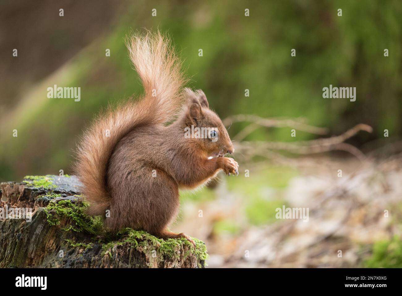 Red Squirrel, Yorkshire Dales Stock Photo - Alamy
