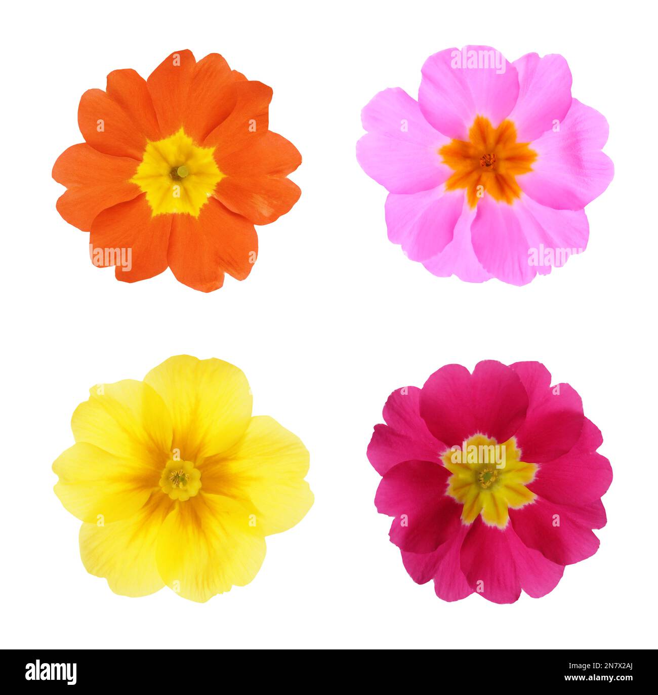 Set with different beautiful primula (primrose) flowers on white ...