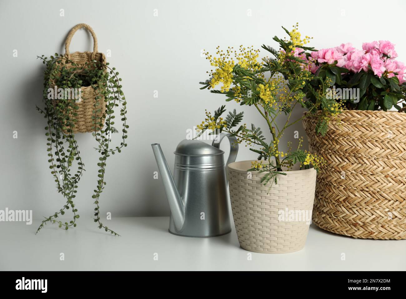 Composition with beautiful mimosa plant in pot on light grey table ...