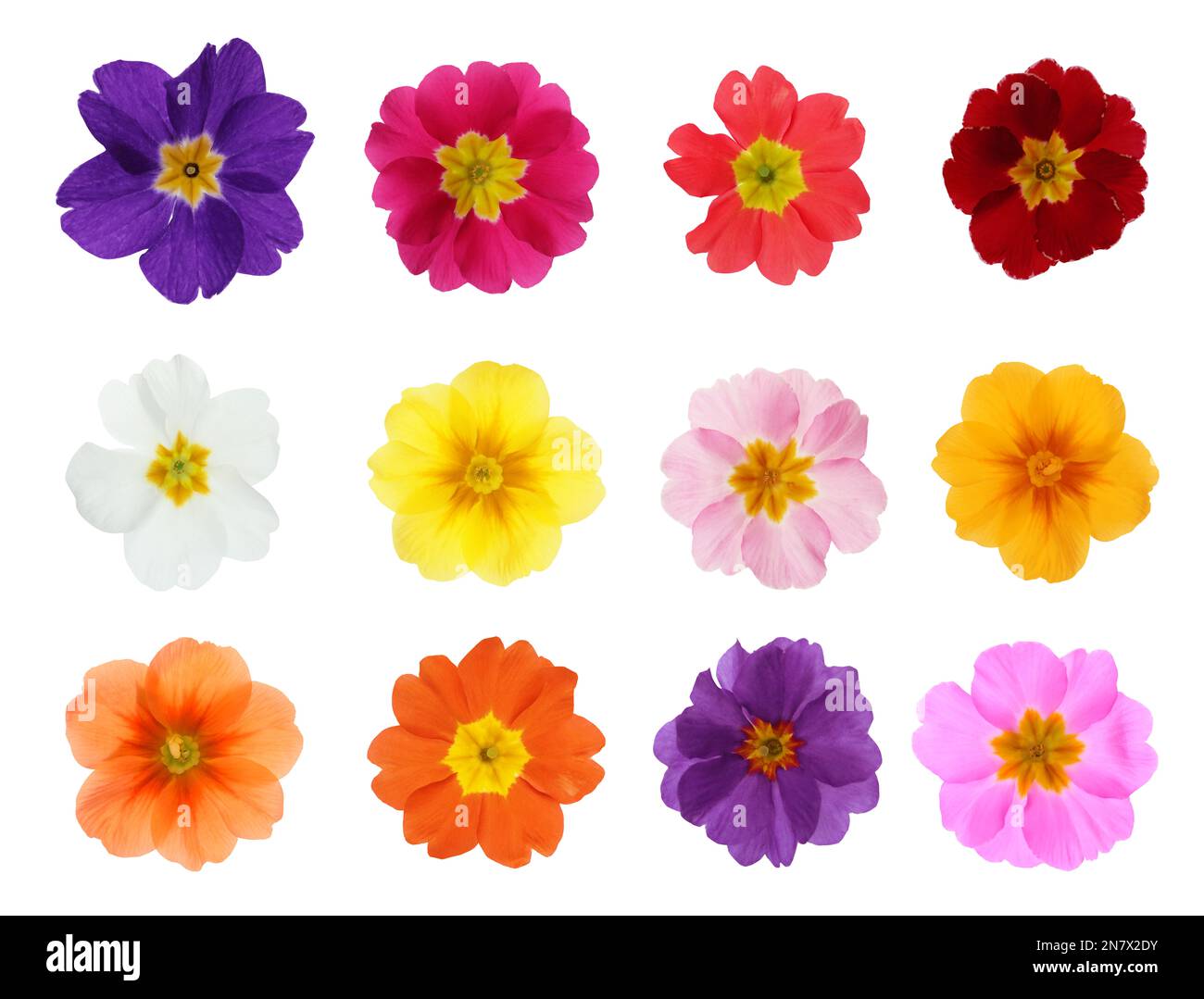 Set with different beautiful primula (primrose) flowers on white ...