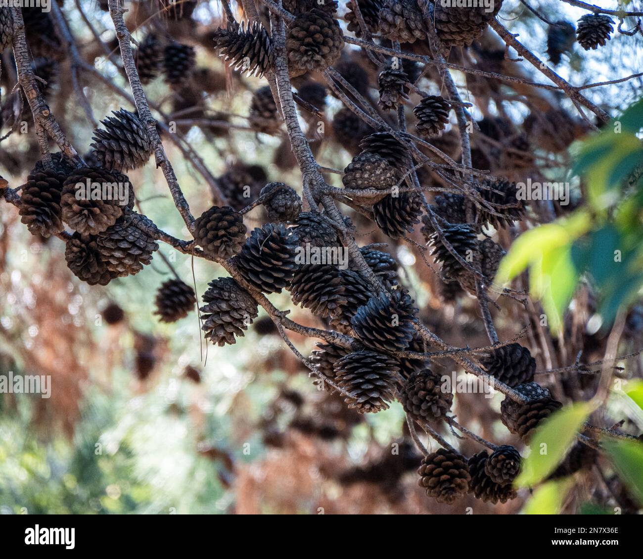 Vegetation cones hi-res stock photography and images - Alamy