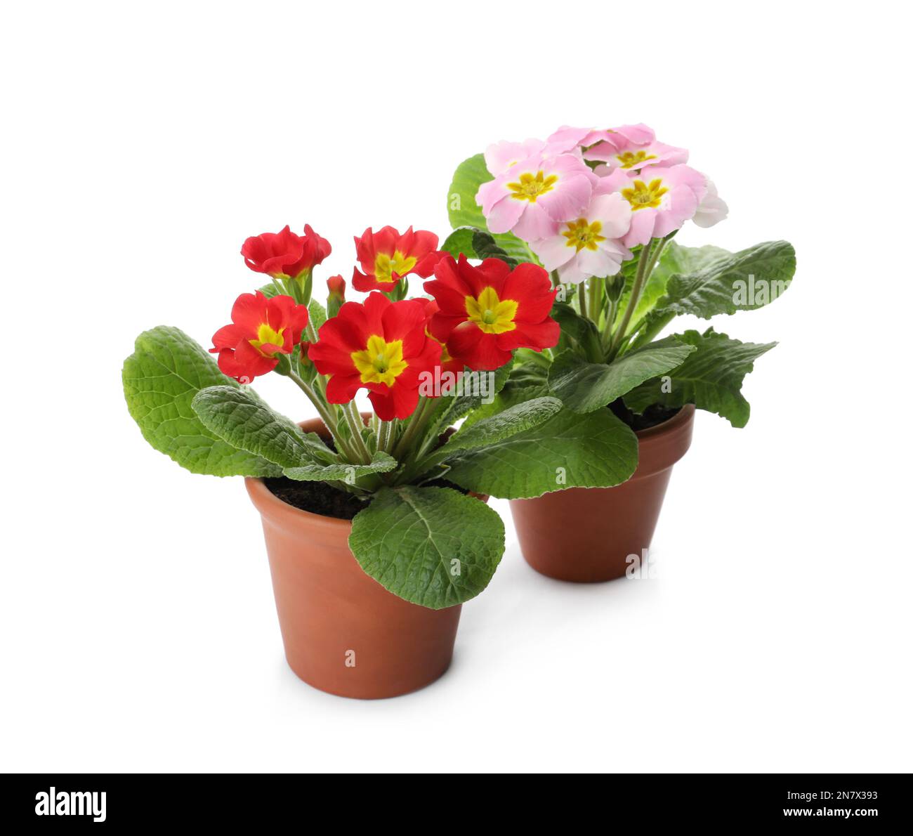 Beautiful potted primula flowers on white background Stock Photo - Alamy