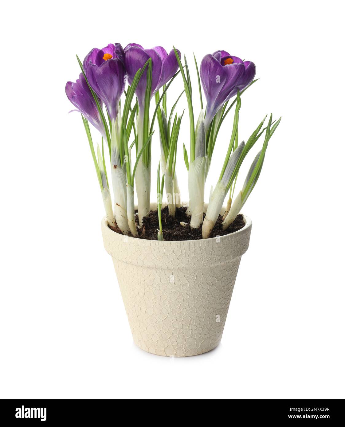 Beautiful potted crocus flowers isolated on white Stock Photo - Alamy