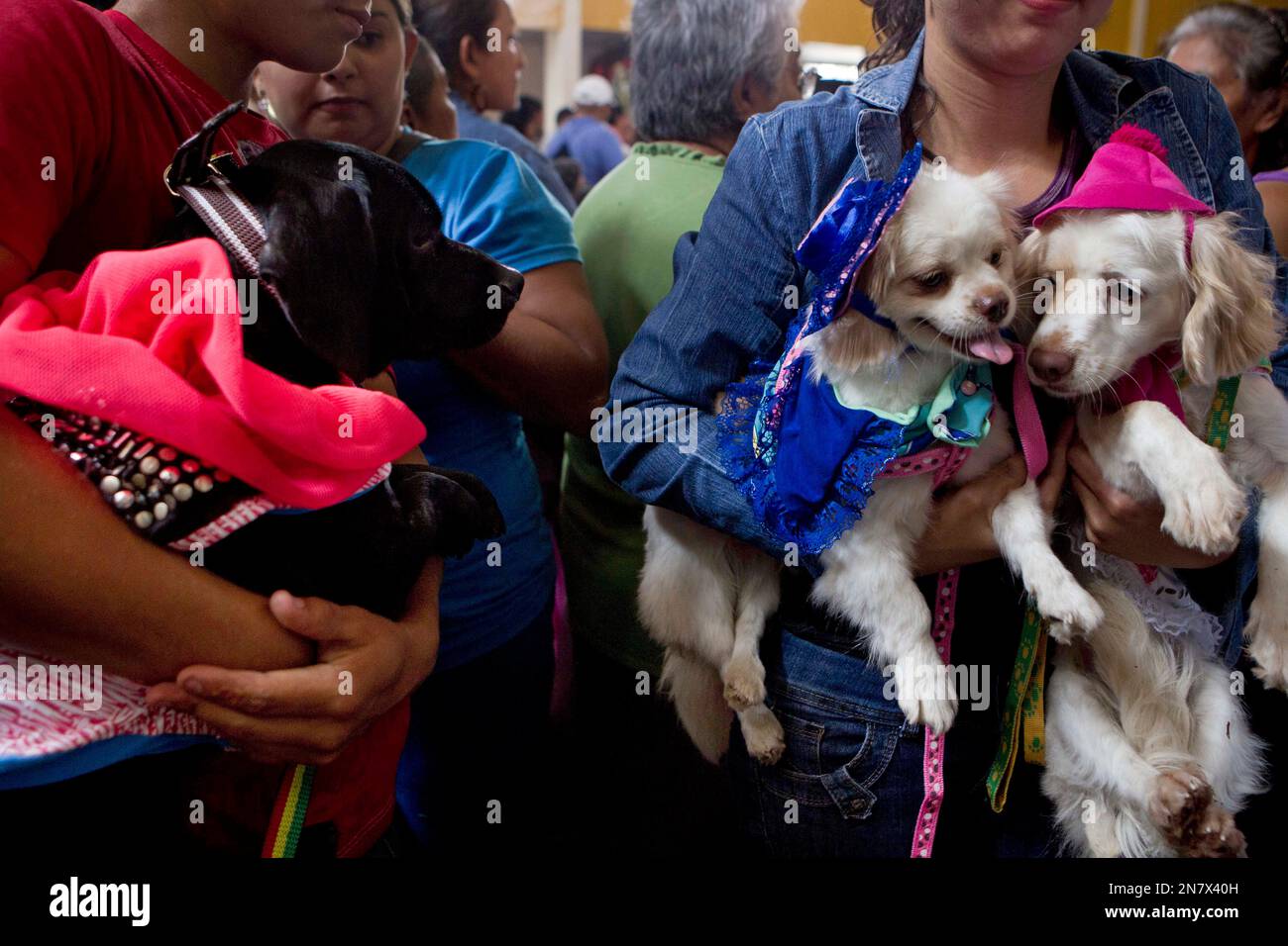 Pet owners hold their dogs in costumes during an animal blessing ...