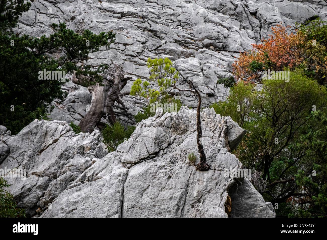 A small tree growing on the rock in the Green Canyon, Antalya Province ...
