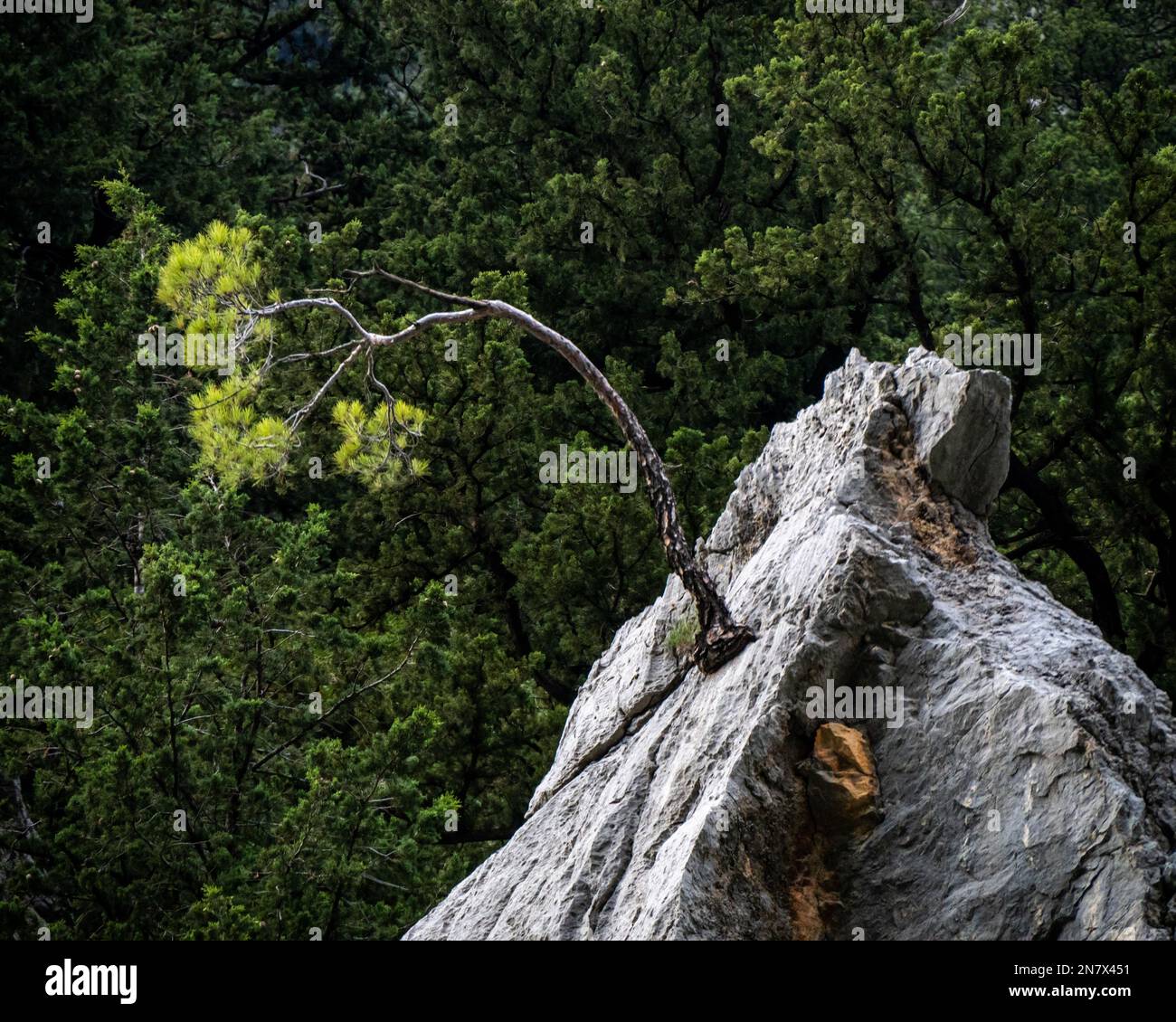 A small tree growing on the rock in the Green Canyon, Antalya Province ...