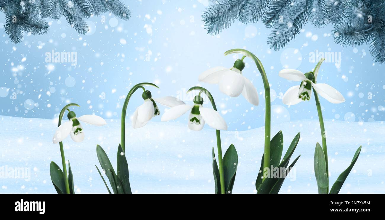 Beautiful tender snowdrops outdoors, banner design. First spring ...