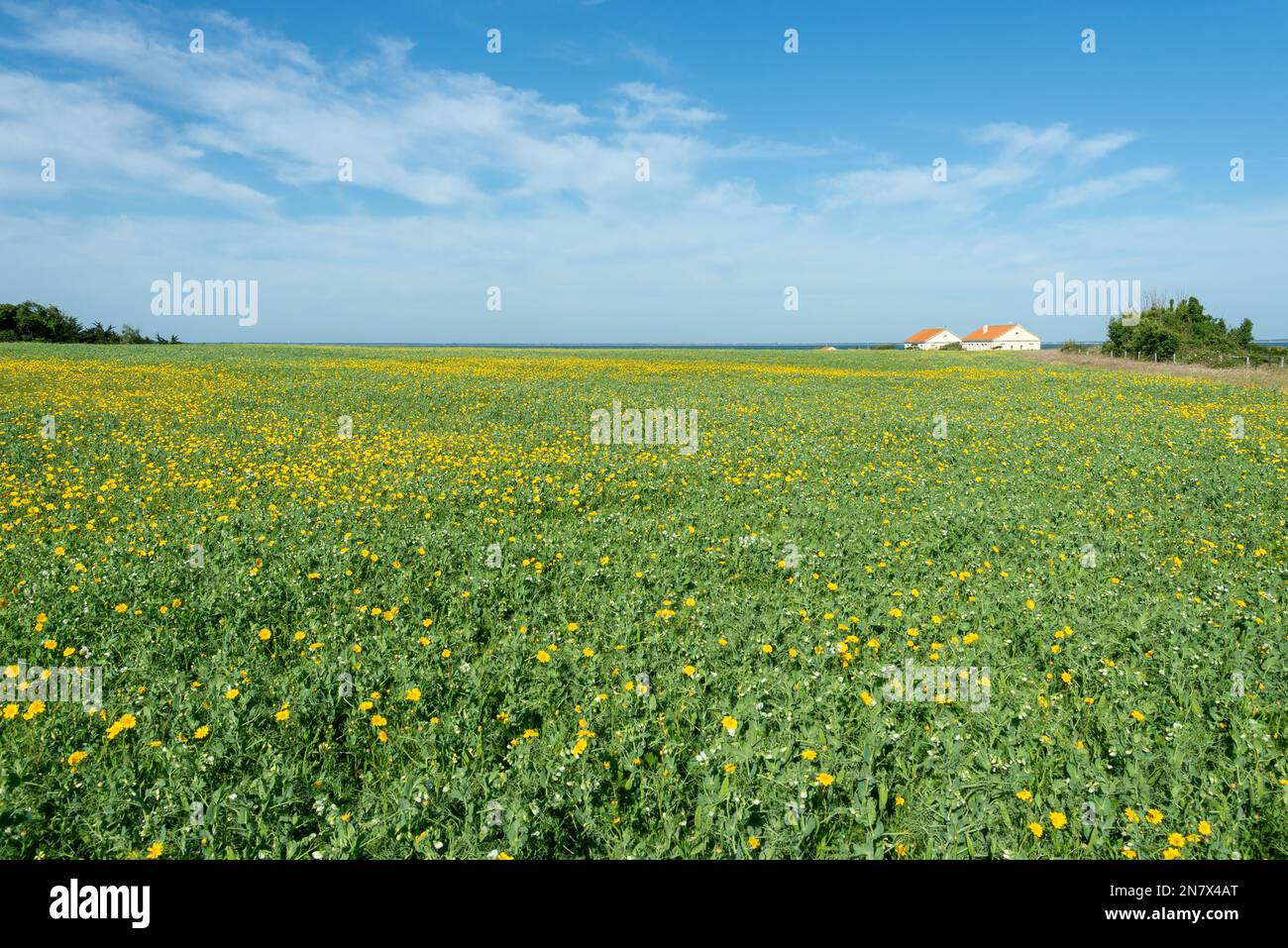 Field of cultivated green peas Ile Madame Charente Maritime on Atlantic ...