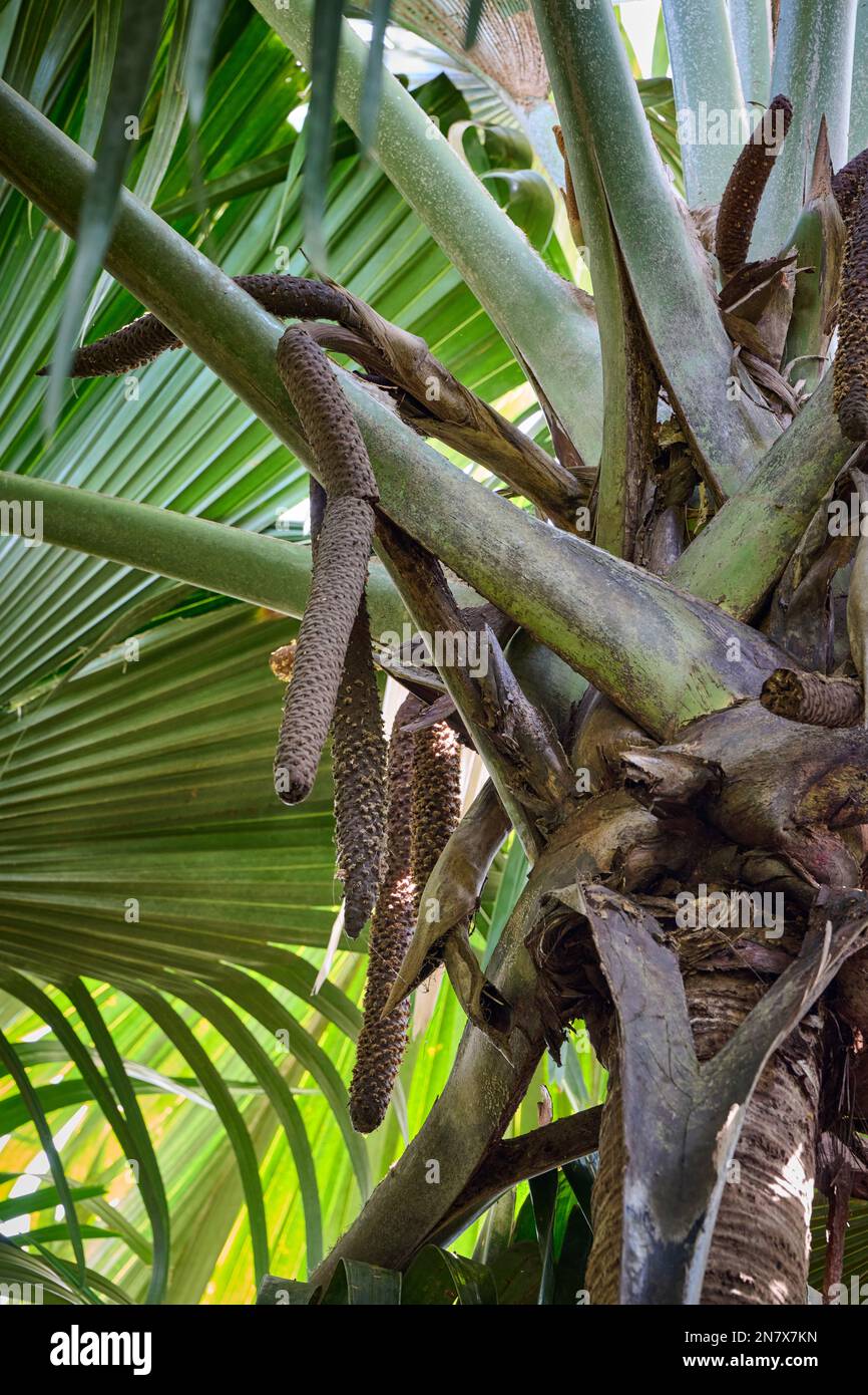 male part of Coco de mer palm tree in Vallee de Mai, Prasiln Island ...
