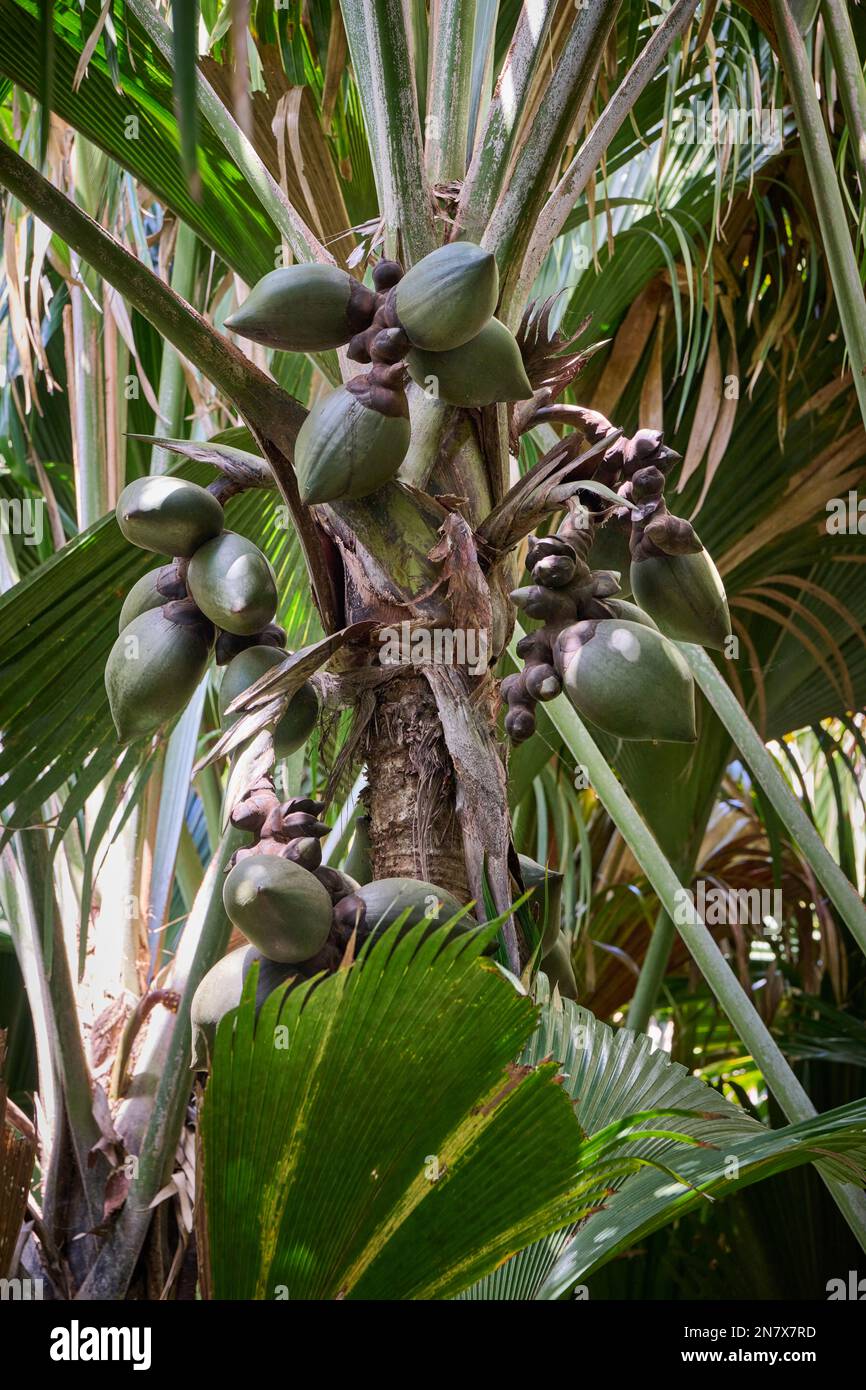 Huge nuts of Coco de mer palm tree in Vallee de Mai, Praslin Island ...